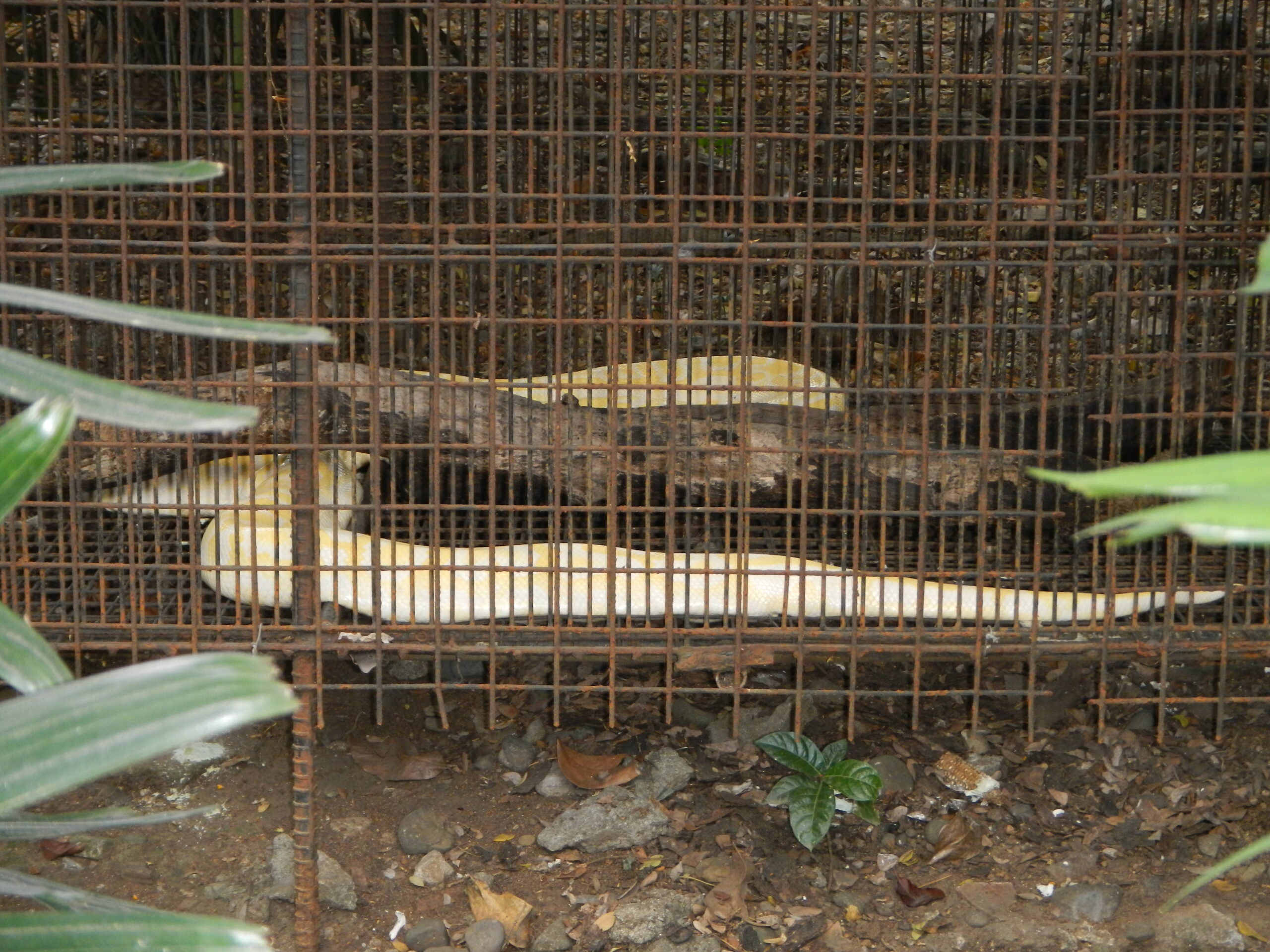 List of Pink Snakes - Flora Fauna Fun