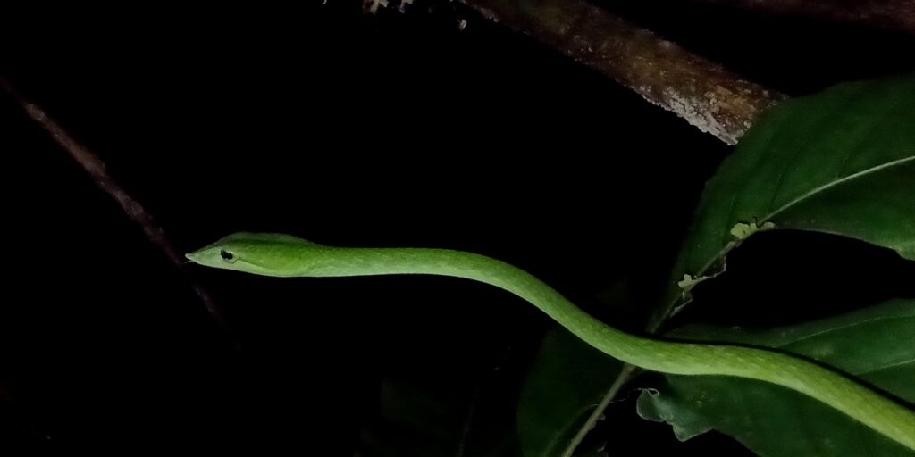 The Complete List of Green Snakes - Flora Fauna Fun