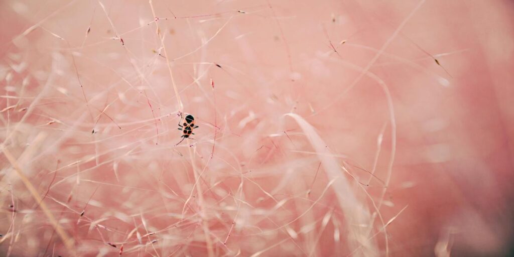 List of All Pink Insects - Flora Fauna Fun