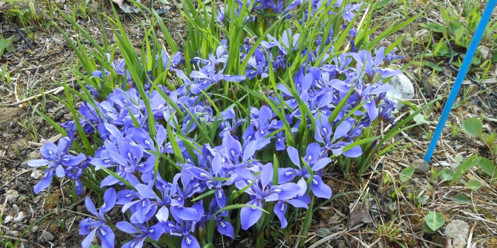 List of All Purple Flowers - Flora Fauna Fun