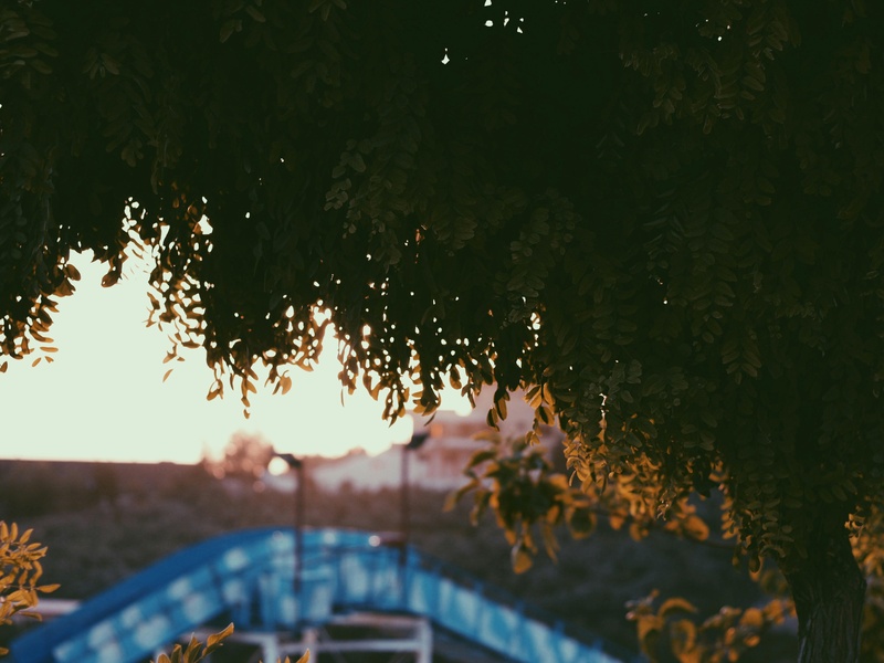 Trees of the Republic of the Congo - Flora Fauna Fun