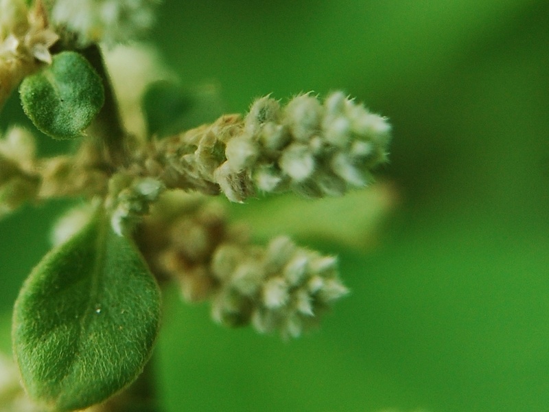The Complete List of Plants Of The United Arab Emirates - Flora Fauna Fun