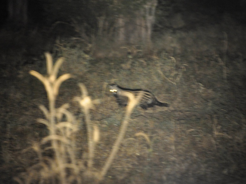 Chad's Native Animals: The Complete List - Flora Fauna Fun