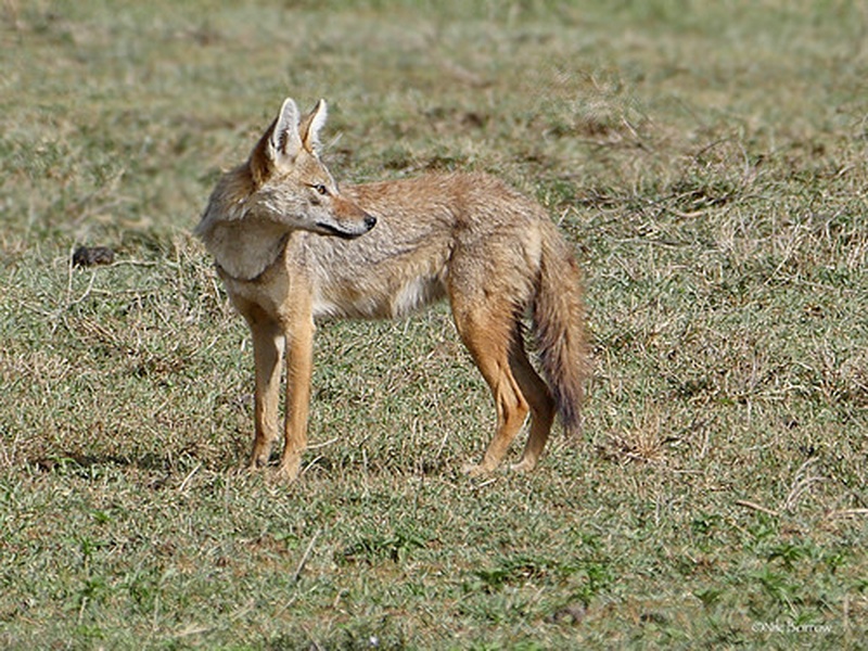 Chad's Native Animals: The Complete List - Flora Fauna Fun