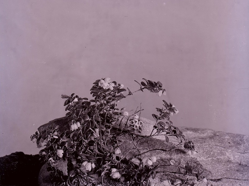 The Complete List of Arctic Berries - Flora Fauna Fun