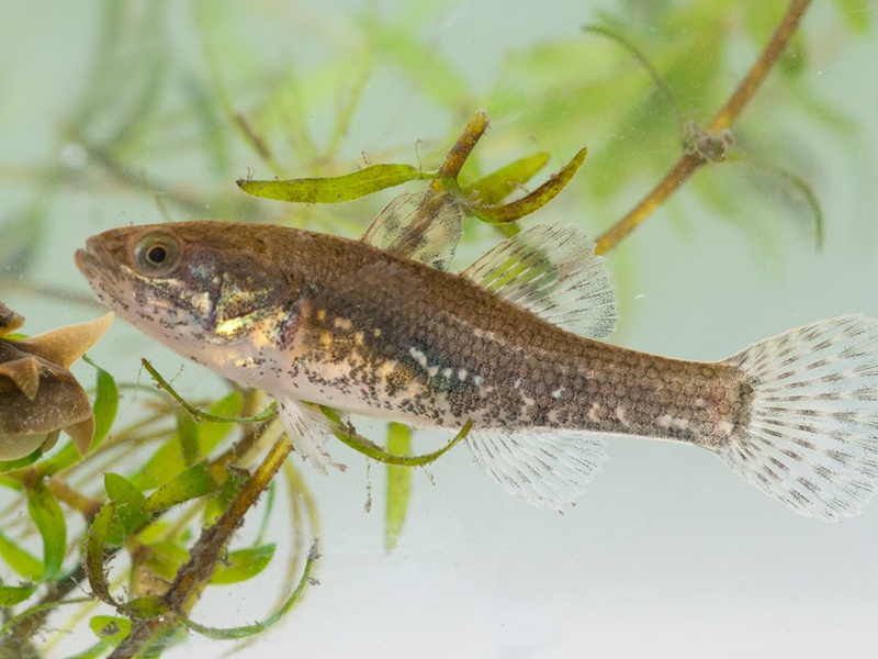 The Complete List of Fish of Russia - Flora Fauna Fun