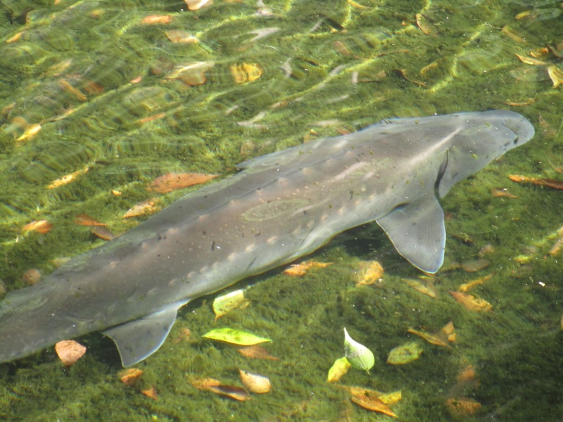 The Complete List of Fish of Russia - Flora Fauna Fun
