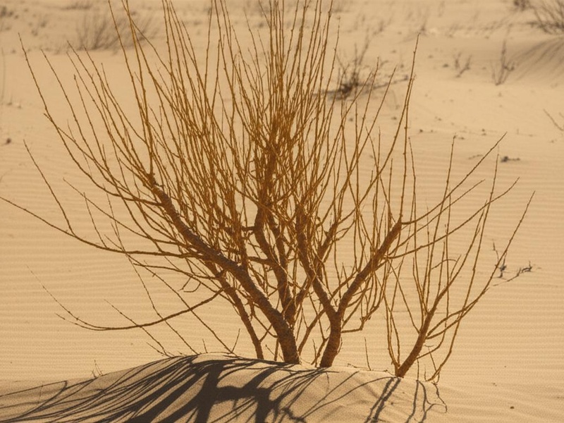 The Complete List of Plants Of The United Arab Emirates - Flora Fauna Fun