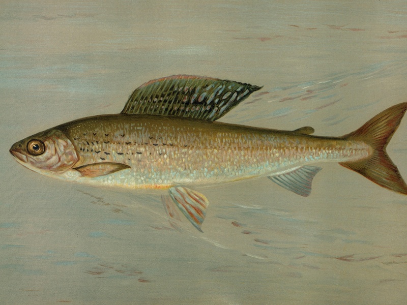 List of Fish of Australia - Flora Fauna Fun