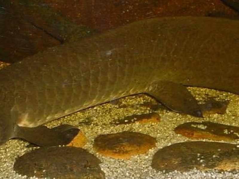 List of Fish of Australia - Flora Fauna Fun