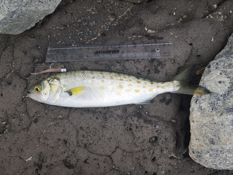 List of Fish of Australia - Flora Fauna Fun