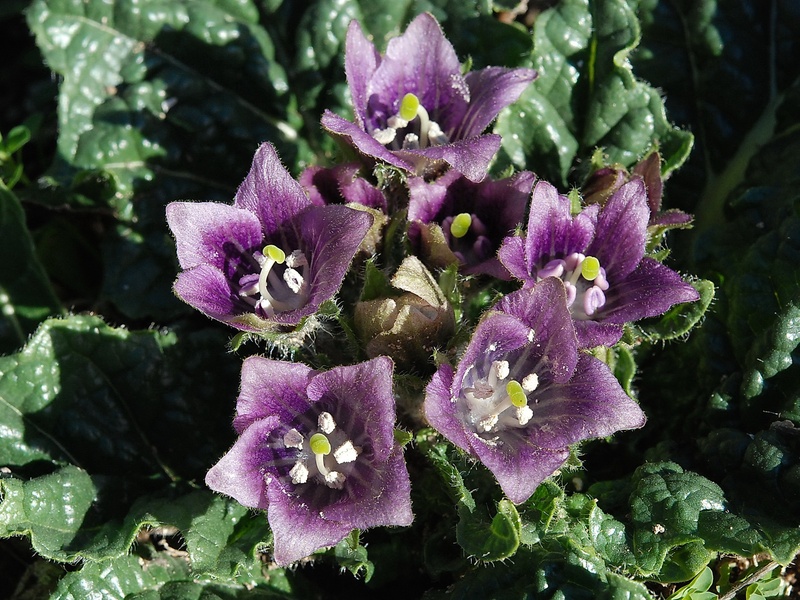 List of Flowers of Syria - Flora Fauna Fun