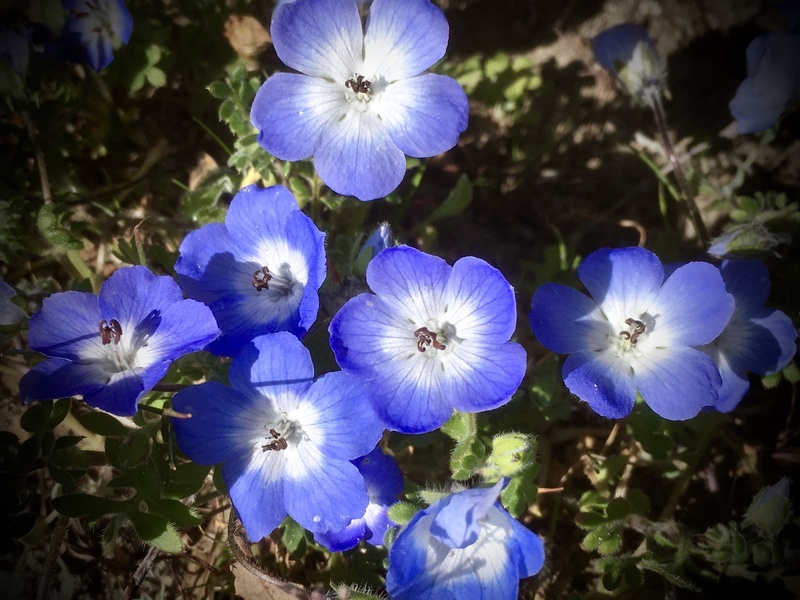 List of Cute Flowers - Flora Fauna Fun