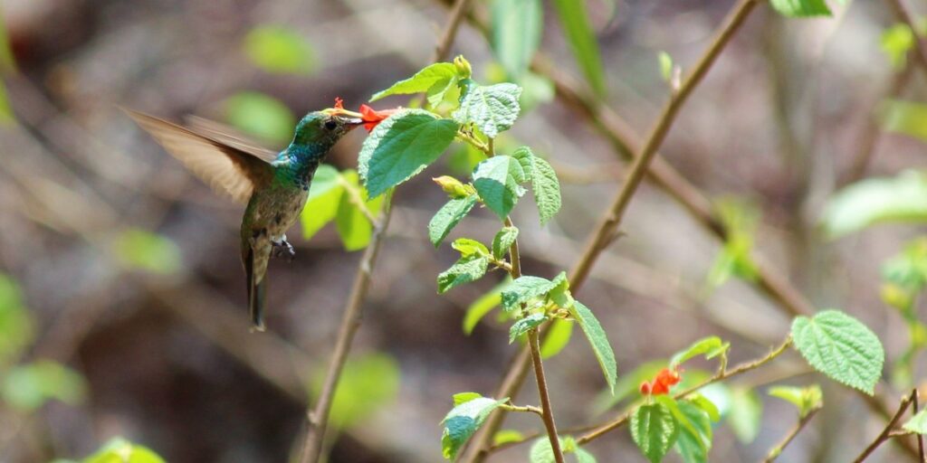 Animals Only Found In Honduras: The Complete List - Flora Fauna Fun