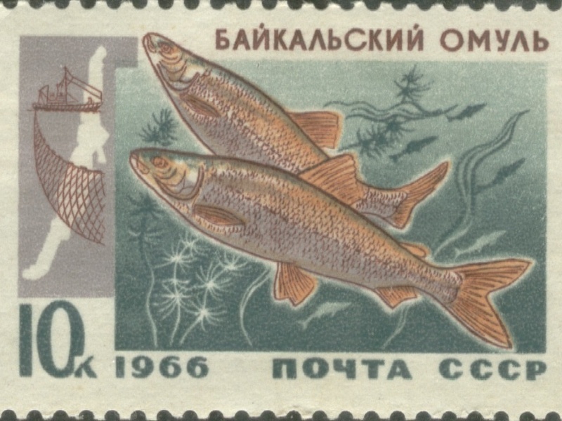 The Complete List of Fish of Russia - Flora Fauna Fun