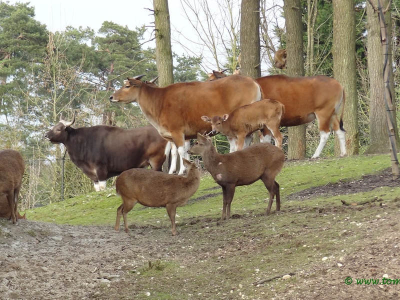 List of Animals of Indonesia - Flora Fauna Fun