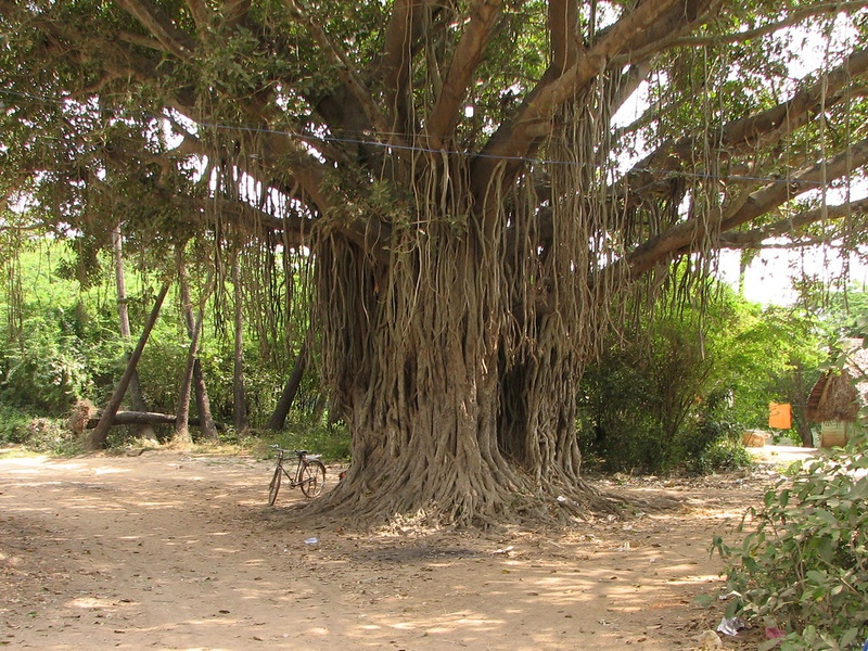 Plants of Vanuatu: The Complete List - Flora Fauna Fun
