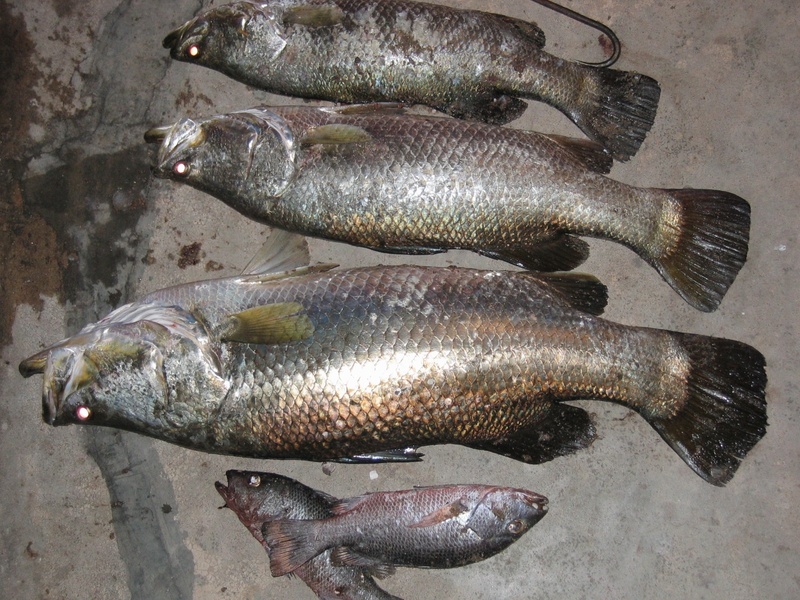 List of Fish of Australia - Flora Fauna Fun