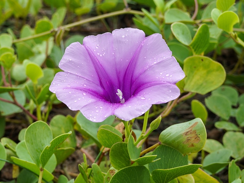Plants of Vanuatu: The Complete List - Flora Fauna Fun