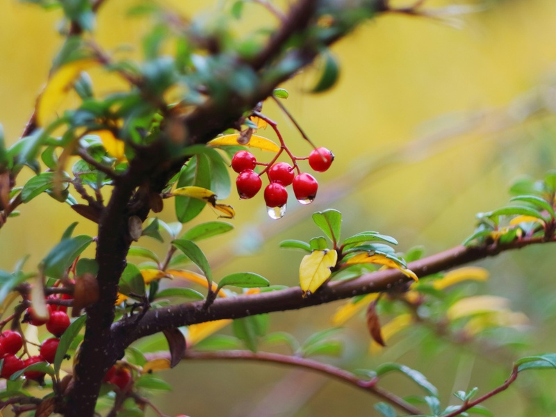 Forest Berries: The Complete List - Flora Fauna Fun