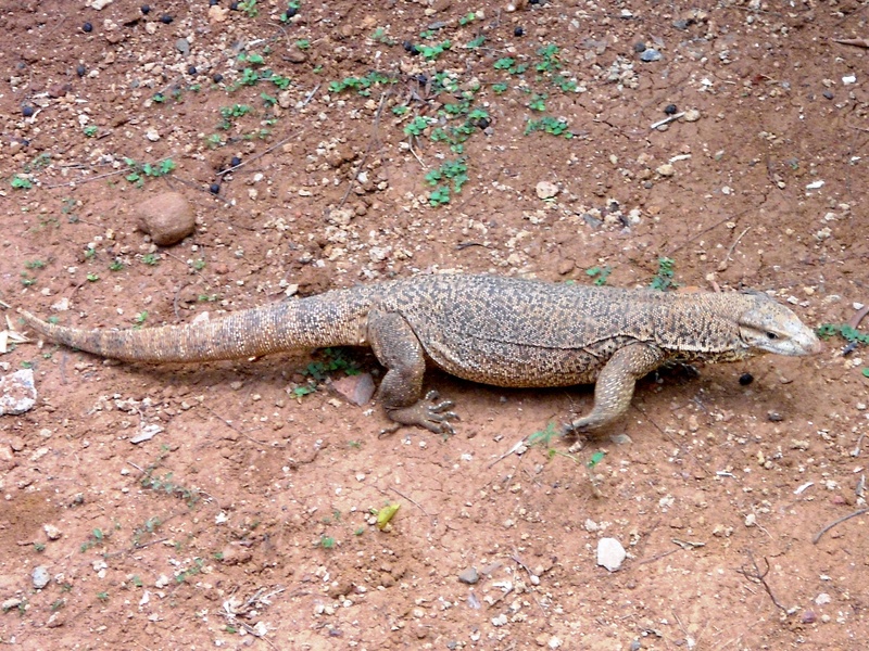 Animals of Pakistan: The Complete List - Flora Fauna Fun