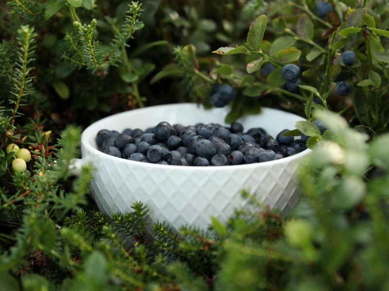 Forest Berries: The Complete List - Flora Fauna Fun
