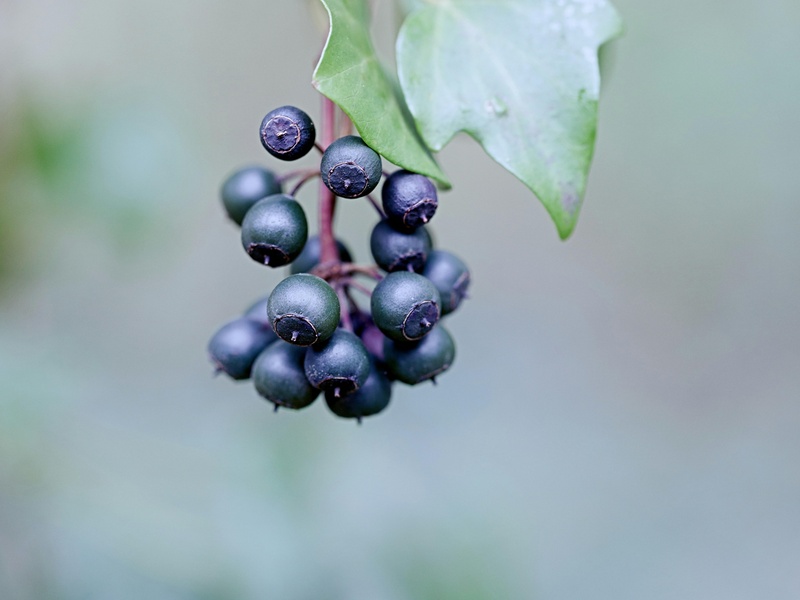 Forest Berries: The Complete List - Flora Fauna Fun
