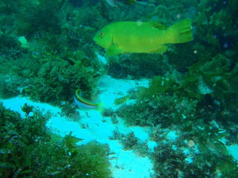 List of Fish of Australia - Flora Fauna Fun