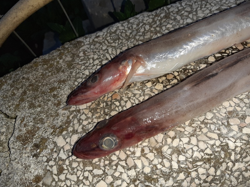 The Complete List of Fish of Norway - Flora Fauna Fun