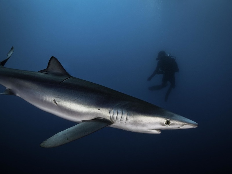The Complete List of Fish of Croatia - Flora Fauna Fun