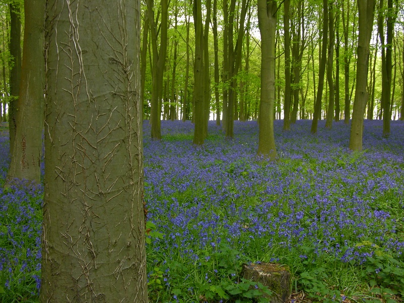 List of Mixed Forest Vegetation - Flora Fauna Fun