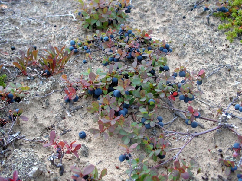 The Complete List of Arctic Berries - Flora Fauna Fun