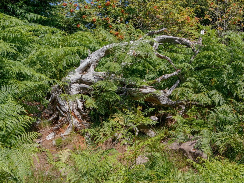 List of Mixed Forest Vegetation - Flora Fauna Fun