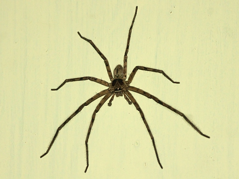 The Complete List of Forest Spiders - Flora Fauna Fun