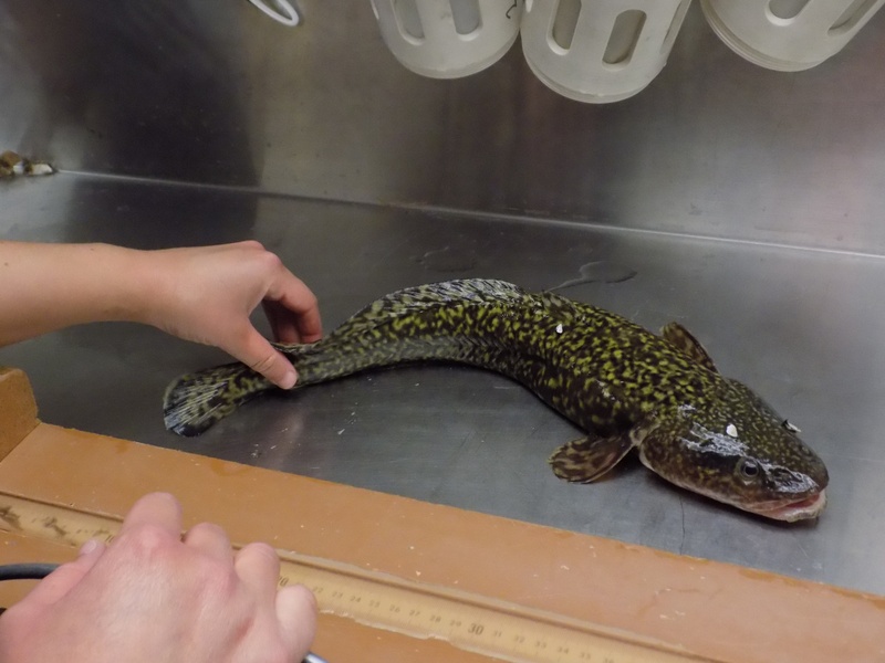 The Complete List of Fish of Norway - Flora Fauna Fun
