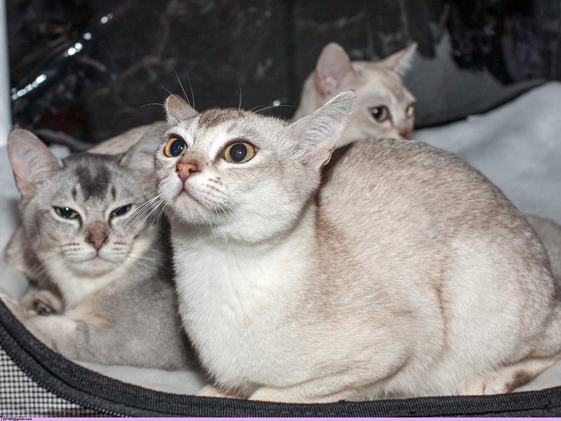 The Complete List of Black And Grey Cat Breeds - Flora Fauna Fun