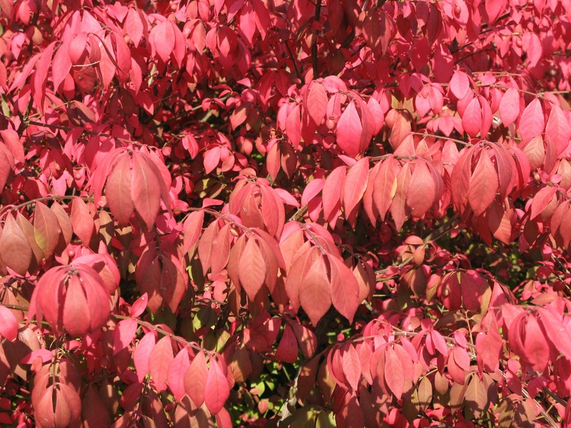 Shrub Examples - Flora Fauna Fun