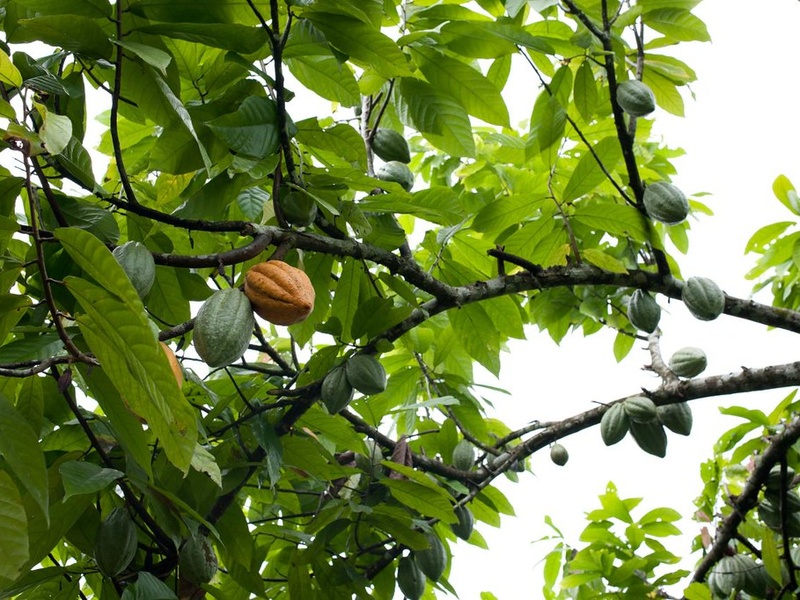 List of Amazon Rainforest Vegetation - Flora Fauna Fun