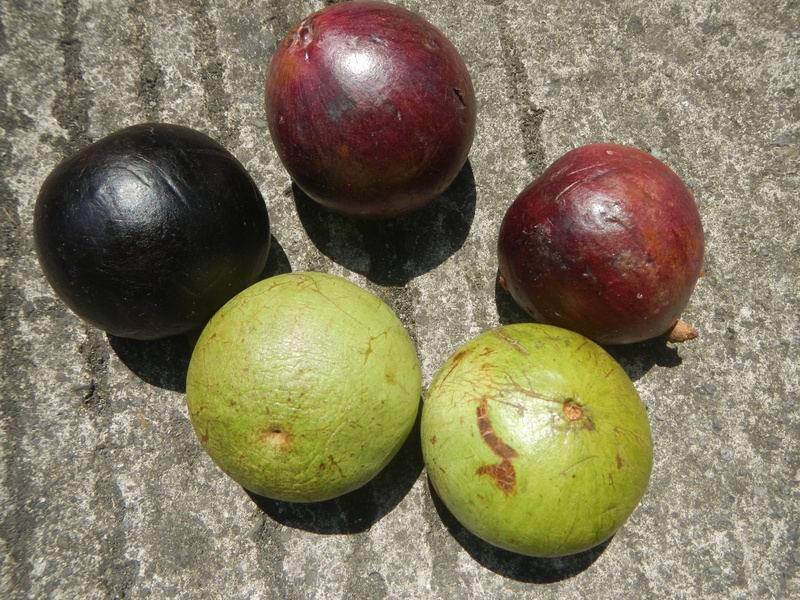 Fruits of Trinidad and Tobago: The Complete List - Flora Fauna Fun