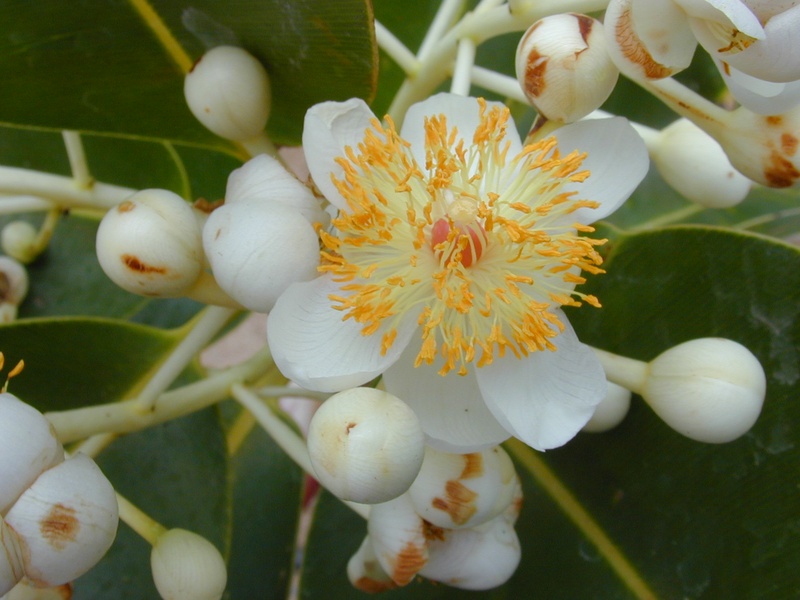 List of Amazon Rainforest Vegetation - Flora Fauna Fun