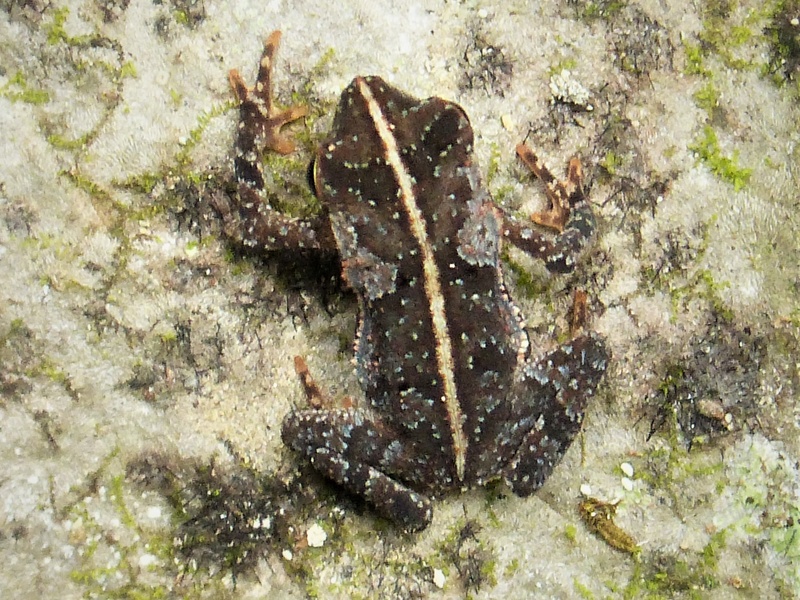 List of Poisonous Toads - Flora Fauna Fun