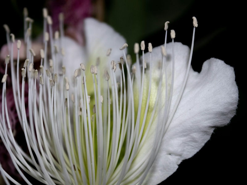 The Complete List of Plants Of The United Arab Emirates - Flora Fauna Fun