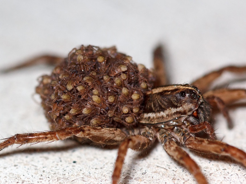 The Complete List of Forest Spiders - Flora Fauna Fun