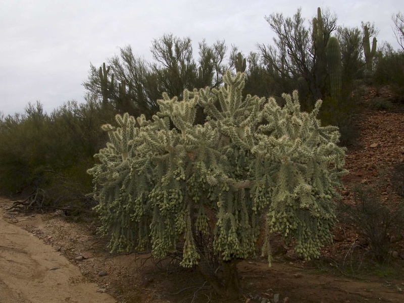 List of Desert Cacti - Flora Fauna Fun