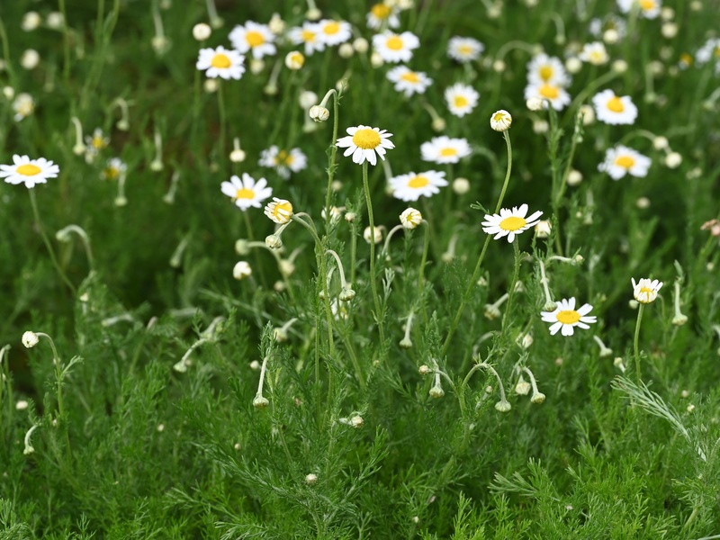 List of Cute Flowers - Flora Fauna Fun