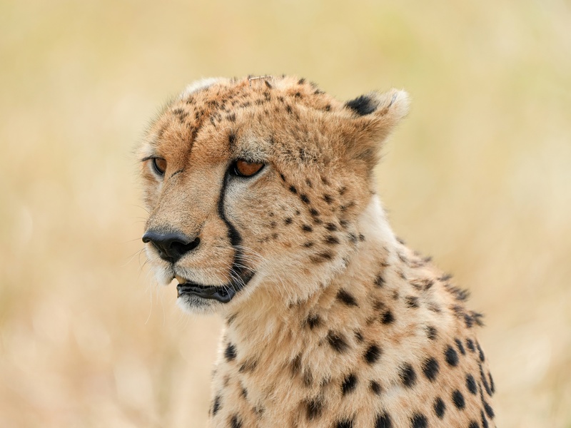 Chad's Native Animals: The Complete List - Flora Fauna Fun