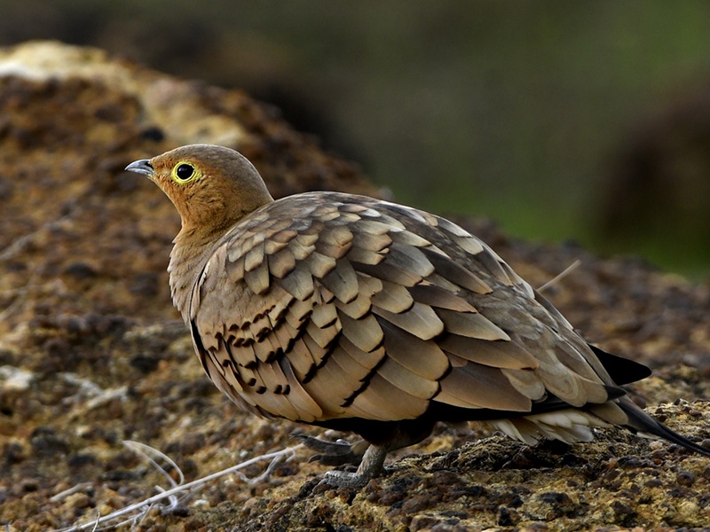Chad's Native Animals: The Complete List - Flora Fauna Fun