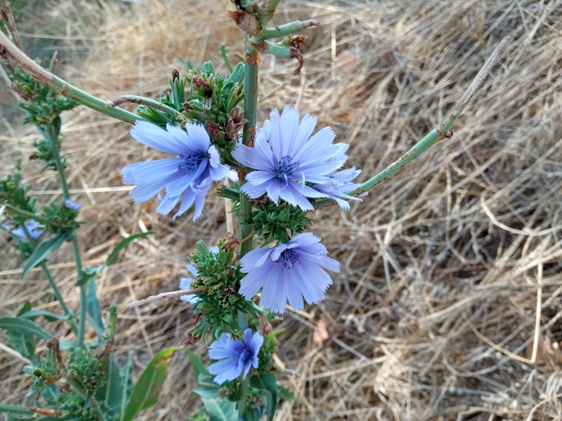 List of Flowers of Syria - Flora Fauna Fun