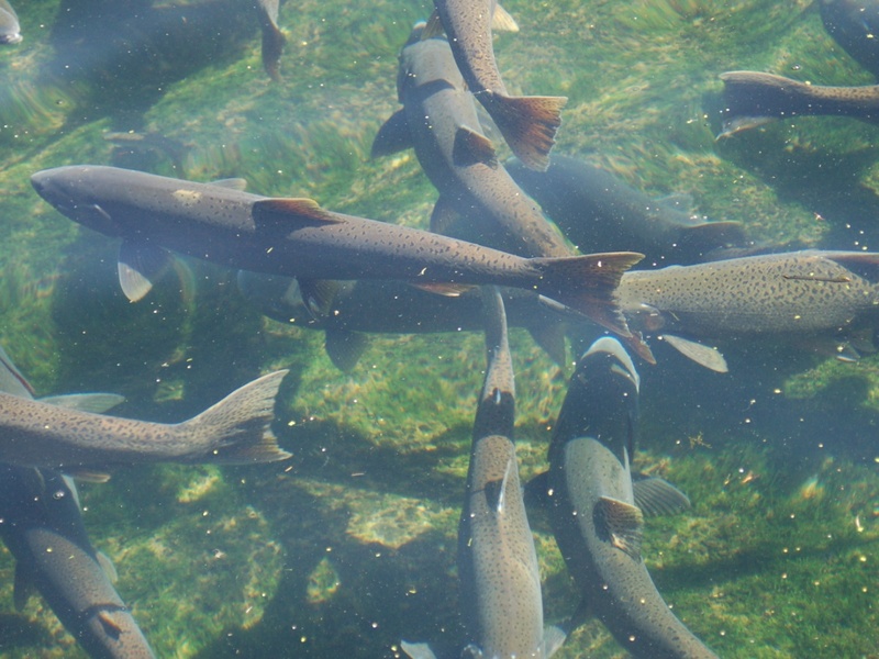 The Complete List of Fish of Russia - Flora Fauna Fun