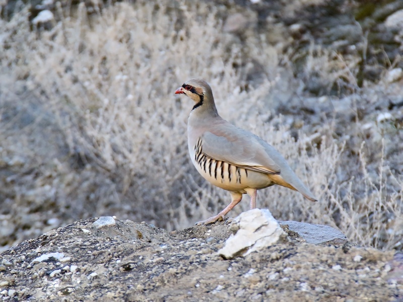 Animals of Pakistan: The Complete List - Flora Fauna Fun